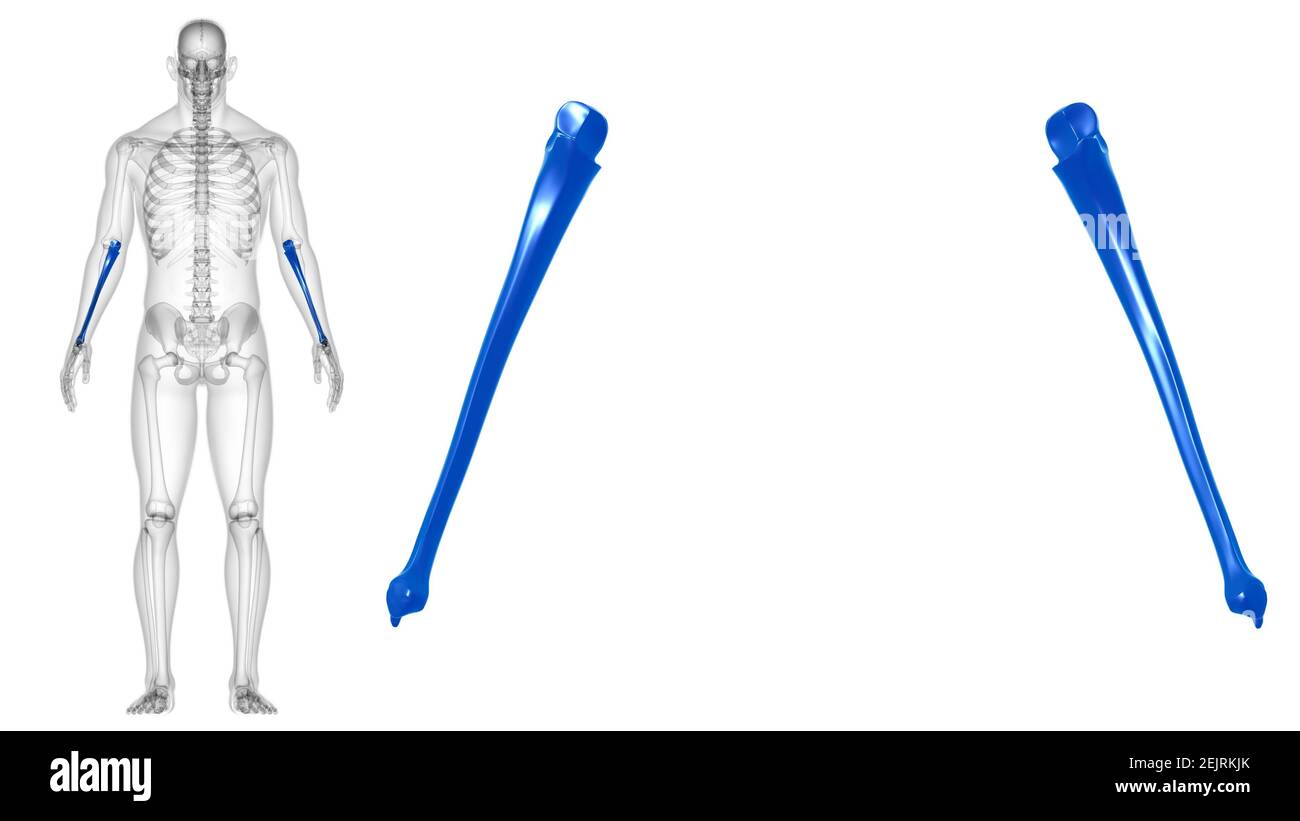 Human skeleton anatomy Ulna Bone 3D Rendering For Medical Concept Stock ...