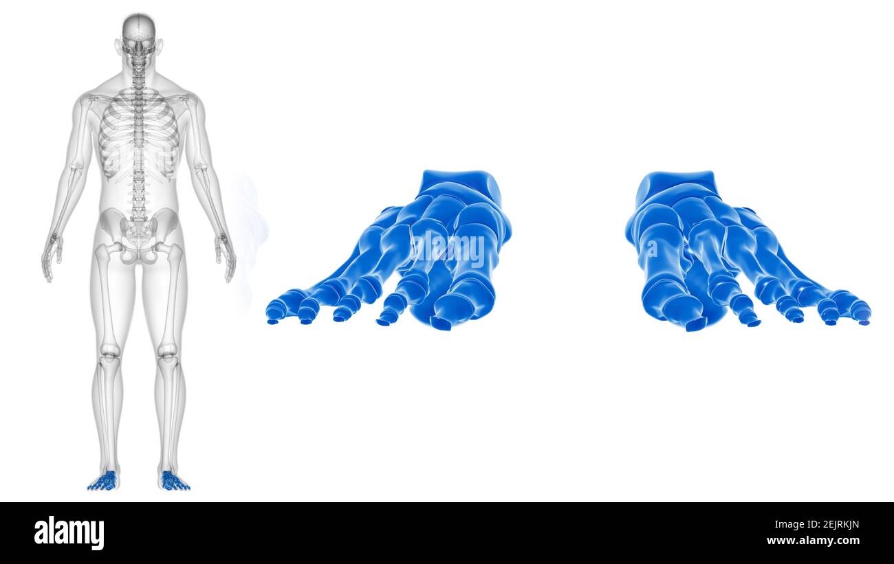 Human Skeleton Foot bones Anatomy For Medical Concept 3D Illustration ...