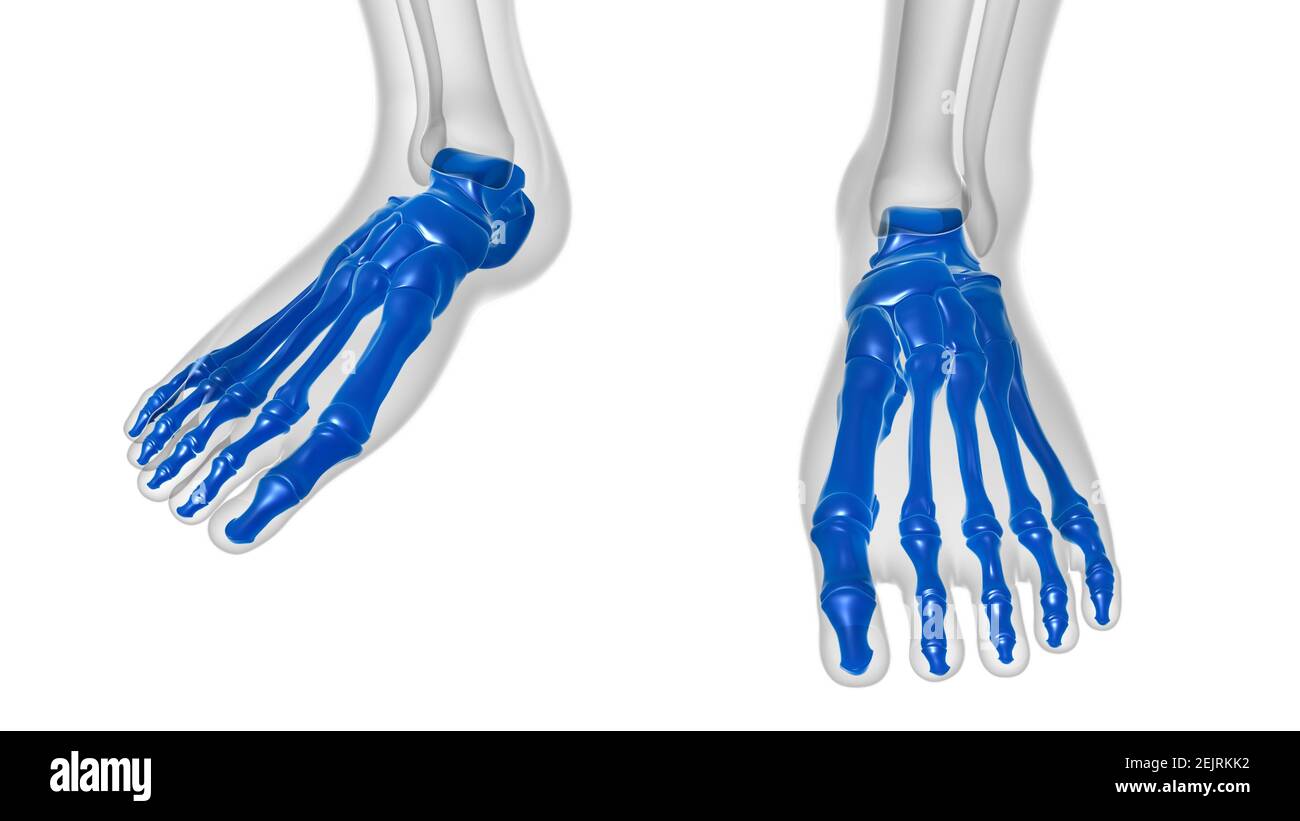 Human Skeleton Foot bones Anatomy For Medical Concept 3D Illustration ...