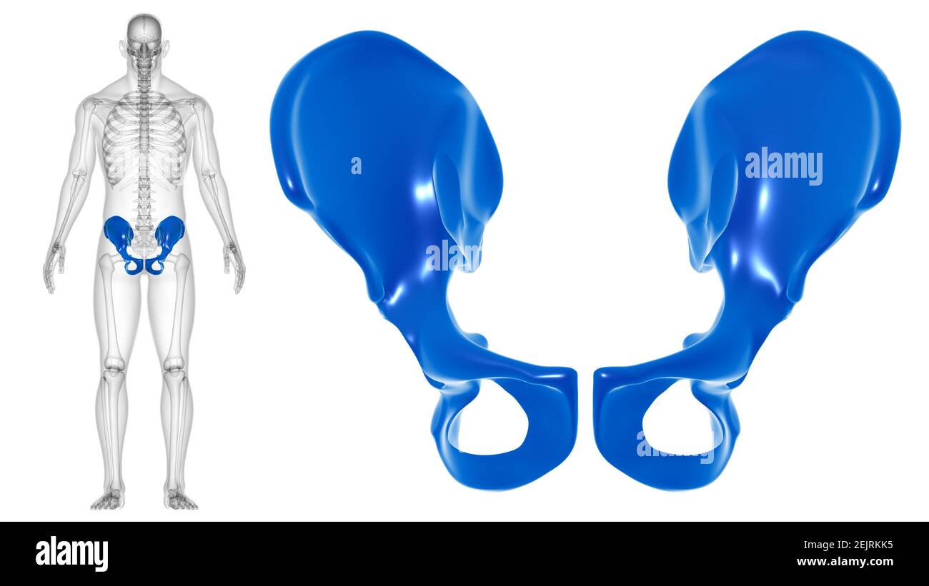 Human Skeleton Hip or Pelvic bone Anatomy For Medical Concept 3D ...
