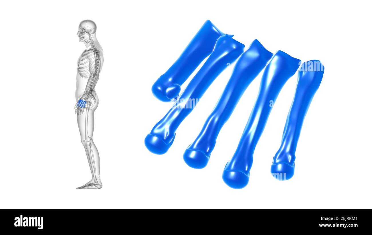 Human Skeleton Hand Phalanges Bone Anatomy For Medical Concept 3D ...