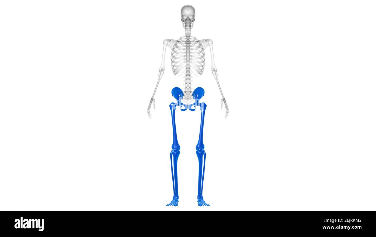 Human Skeleton Lower Limbs Anatomy 3D Illustration Stock Photo - Alamy