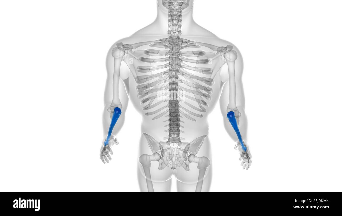 Human skeleton anatomy Ulna Bone 3D Rendering For Medical Concept Stock ...