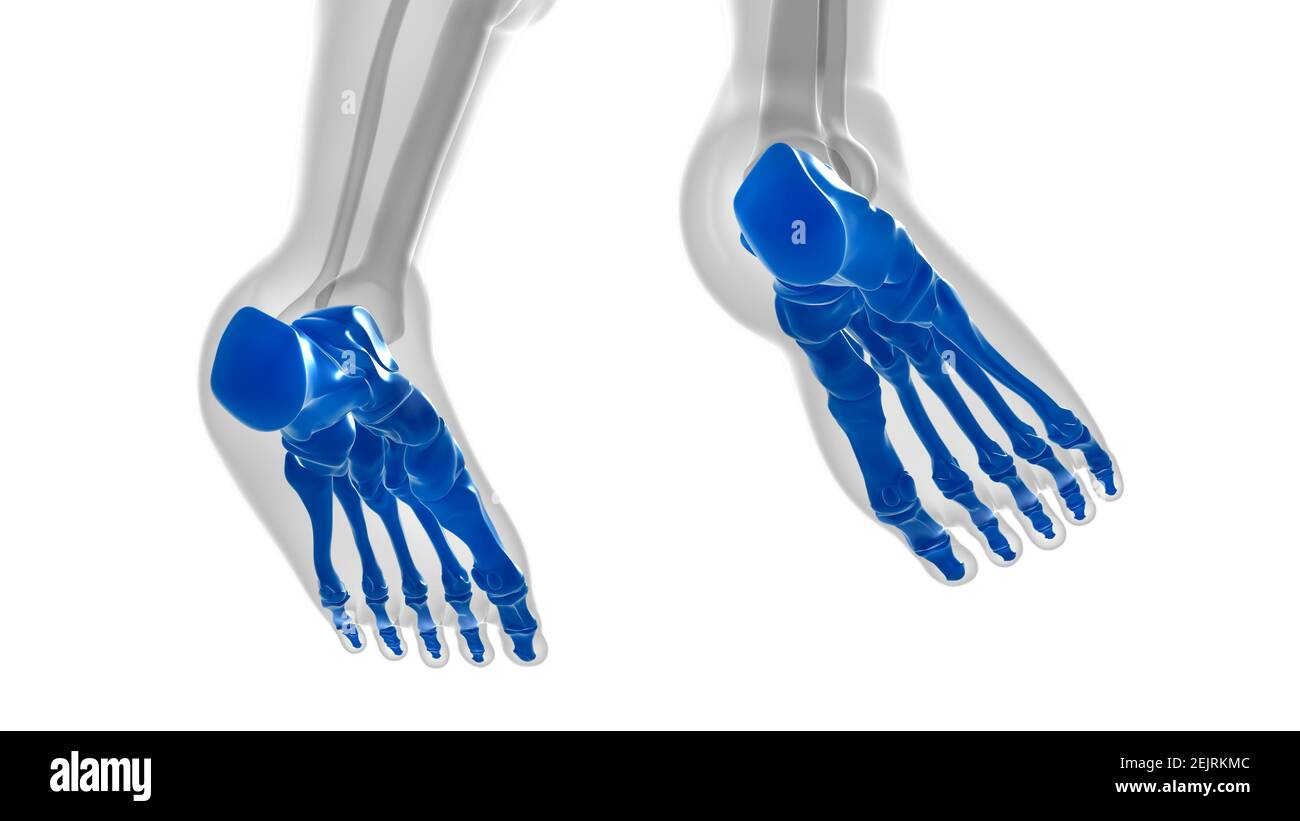 Human skull cervical spine illustration Cut Out Stock Images & Pictures ...