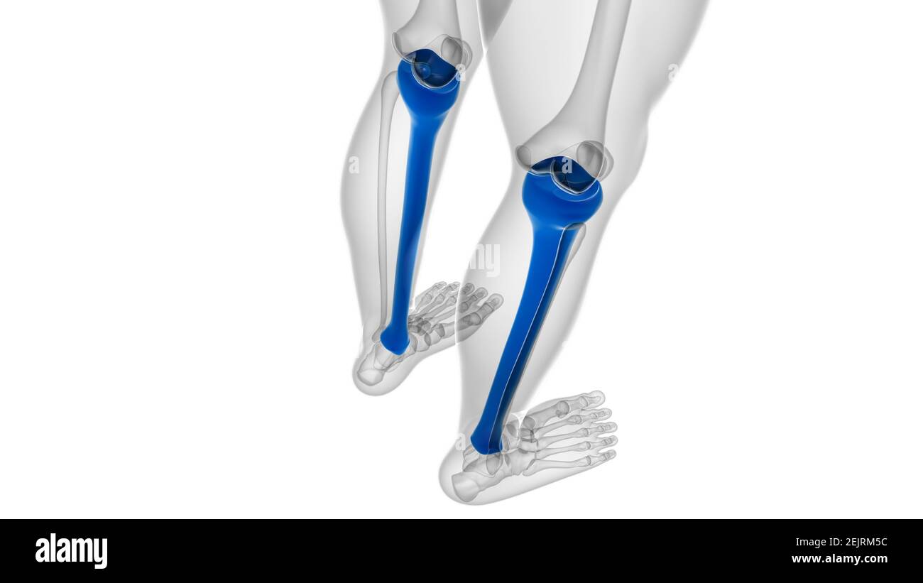 Human skeleton anatomy Tibia Bone 3D Rendering For Medical Concept ...