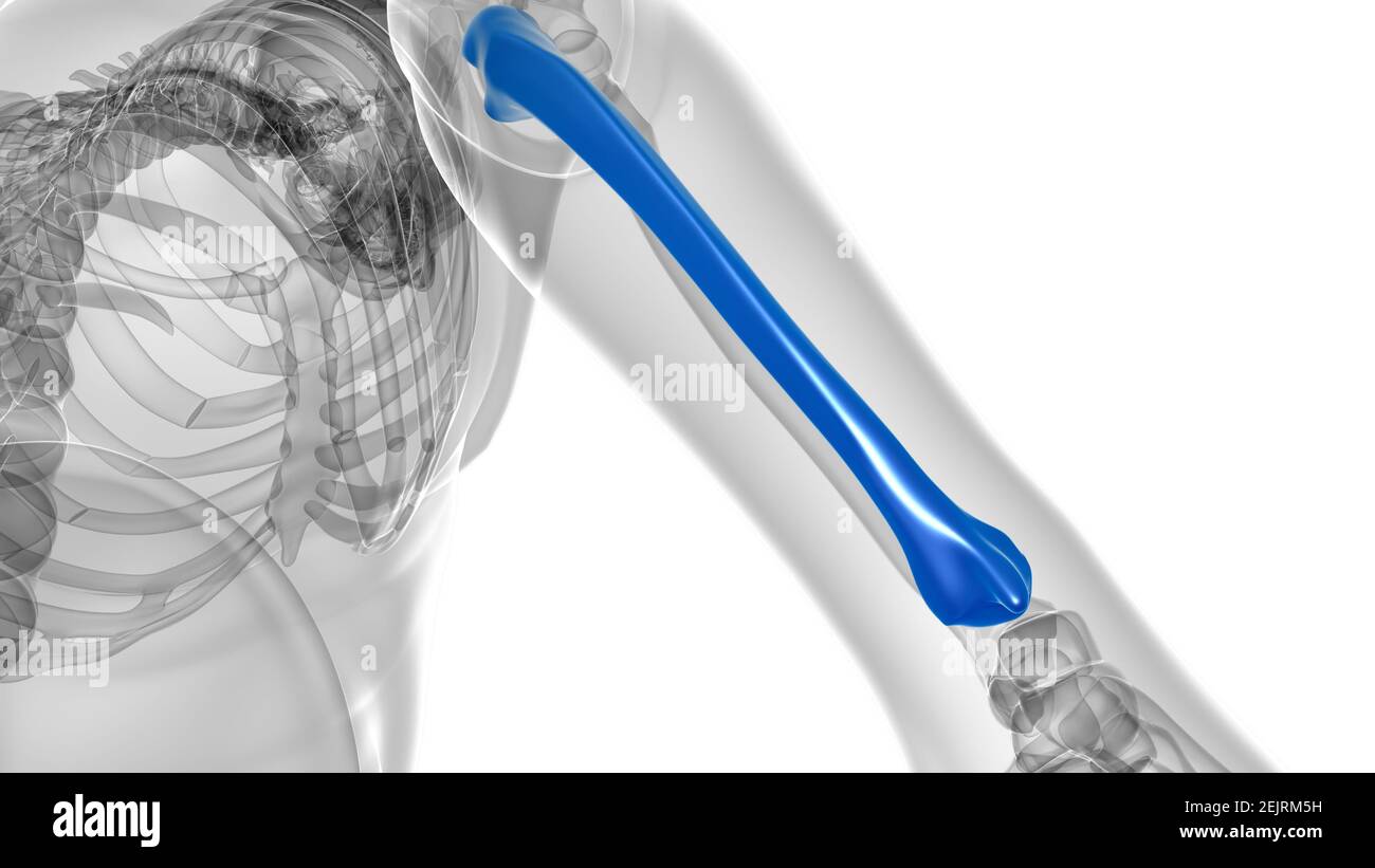 Human skeleton anatomy Ulna Bone 3D Rendering For Medical Concept Stock ...