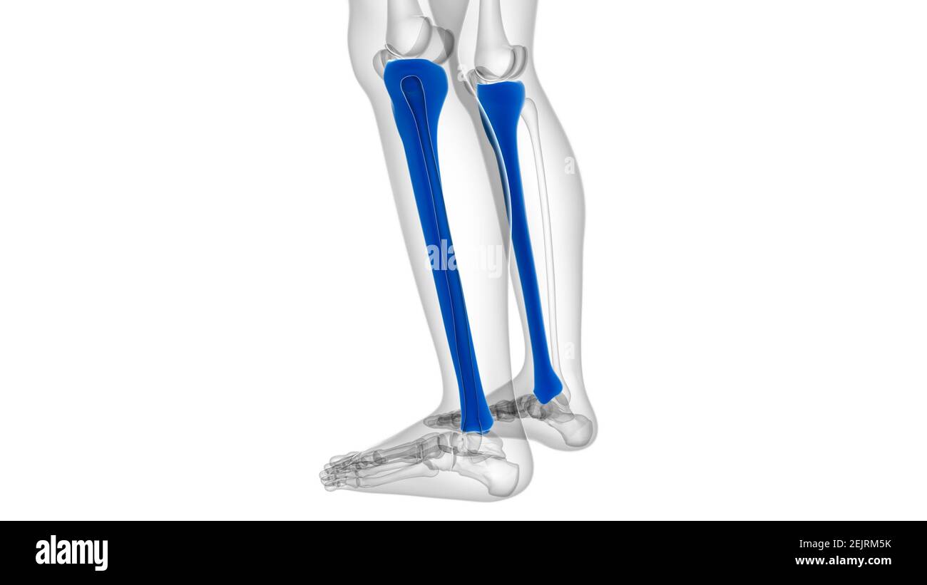 Human skeleton anatomy Tibia Bone 3D Rendering For Medical Concept ...