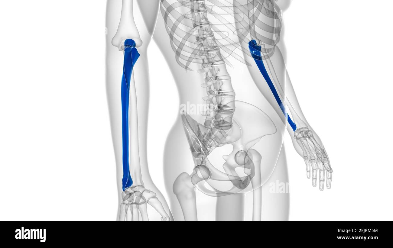 Human skeleton anatomy Ulna Bone 3D Rendering For Medical Concept Stock ...