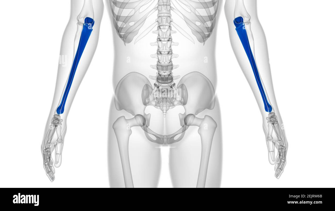 Human skeleton anatomy Ulna Bone 3D Rendering For Medical Concept Stock ...