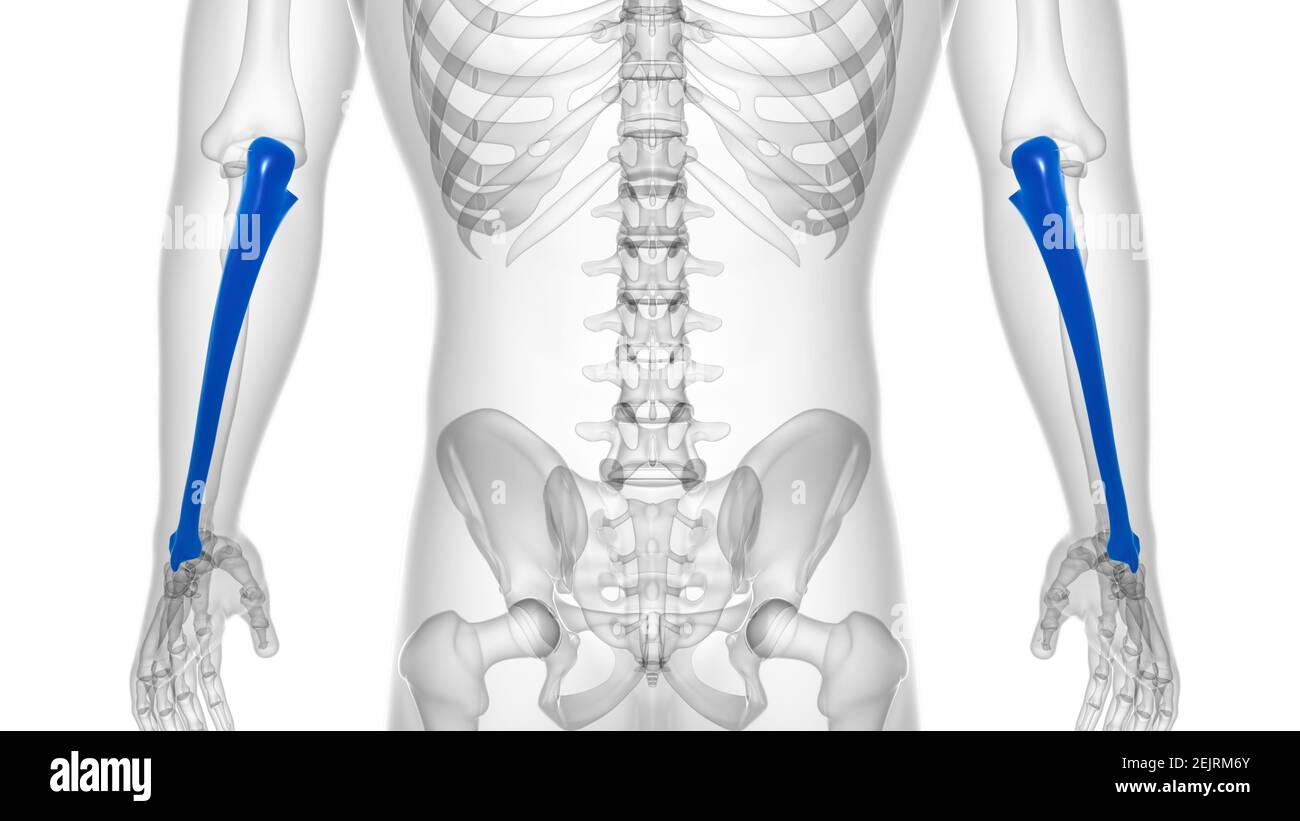 Human skeleton anatomy Ulna Bone 3D Rendering For Medical Concept Stock ...