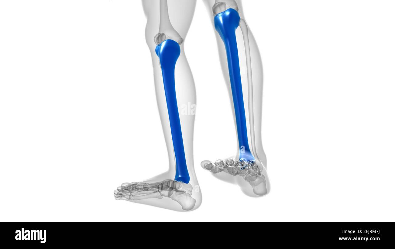 Human skeleton anatomy Tibia Bone 3D Rendering For Medical Concept ...