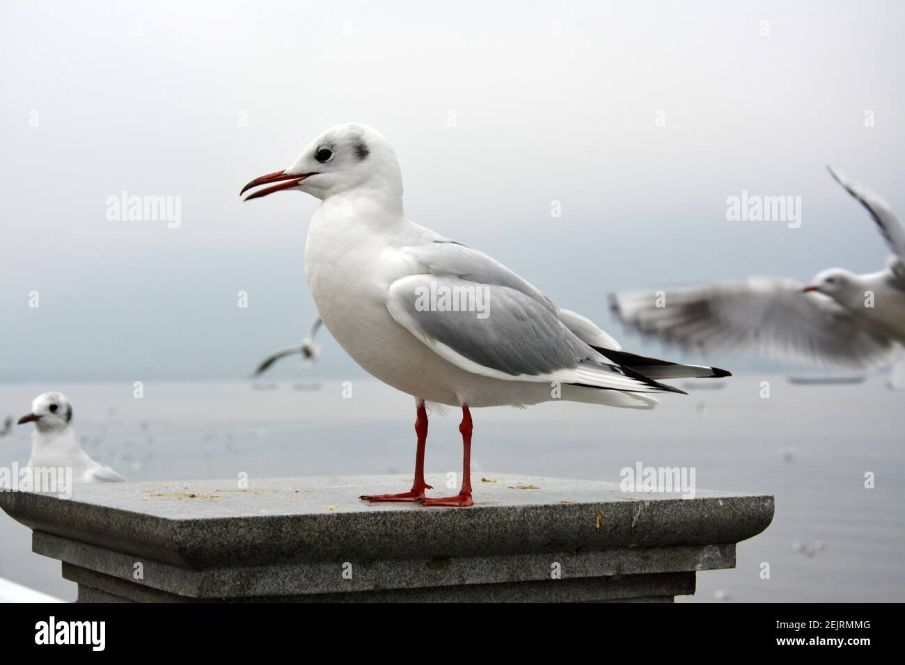 Grey white plumage hi-res stock photography and images - Alamy