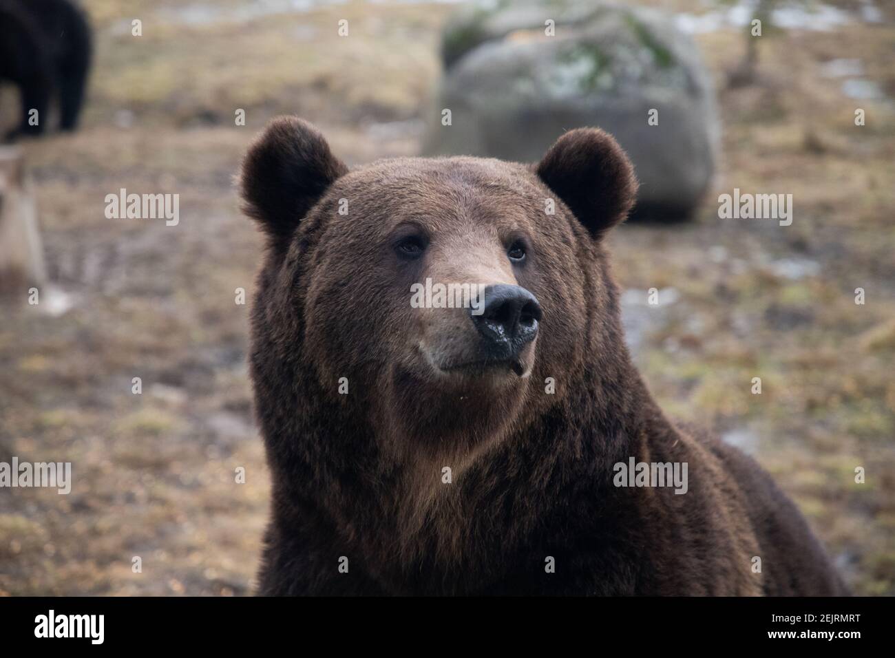 european brown bear portrait in the wilderness Stock Photo - Alamy