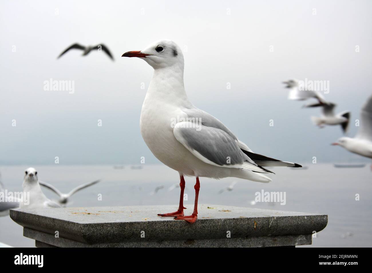 A white larus ridibundus stand on the platform and show its shape Stock ...