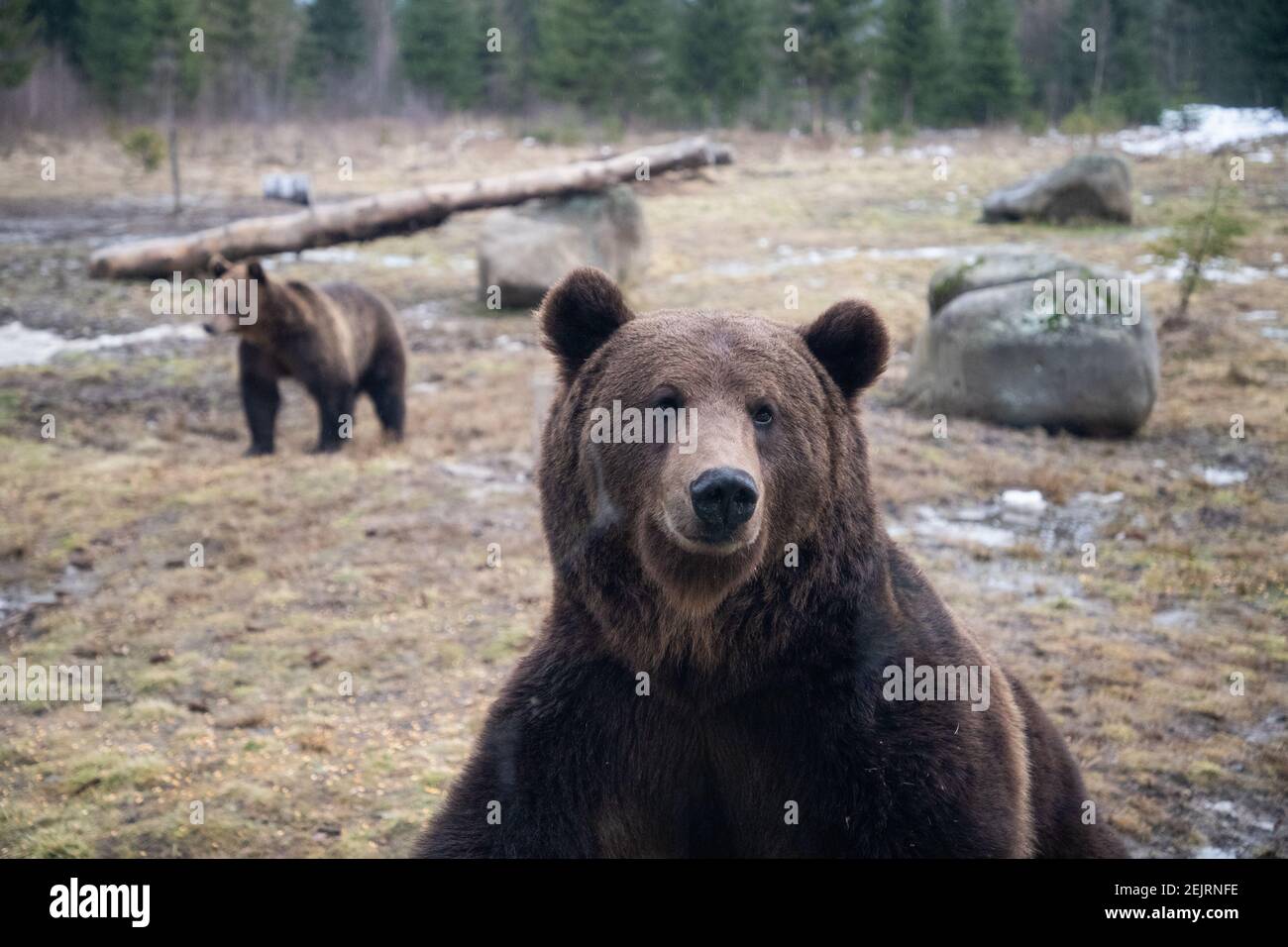 european brown bear portrait in the wilderness Stock Photo - Alamy