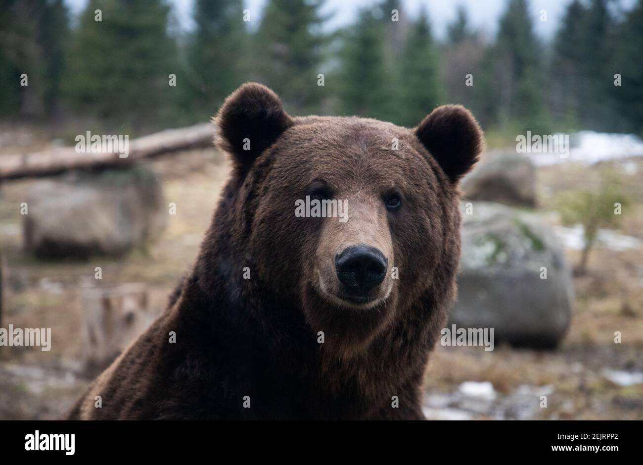 european brown bear portrait in the wilderness Stock Photo - Alamy