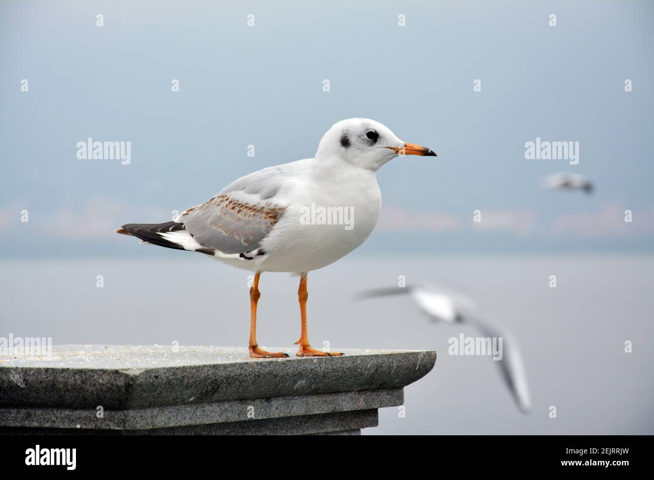a colorful larus ridibundus retract its head and looks beyond Stock ...