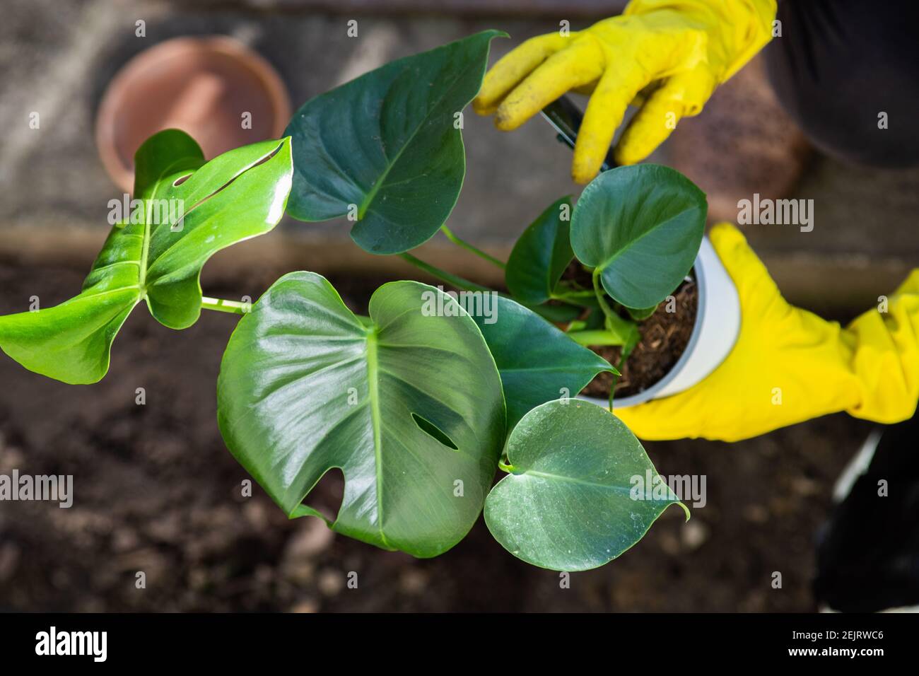 planting monstera plant home gardening Stock Photo - Alamy