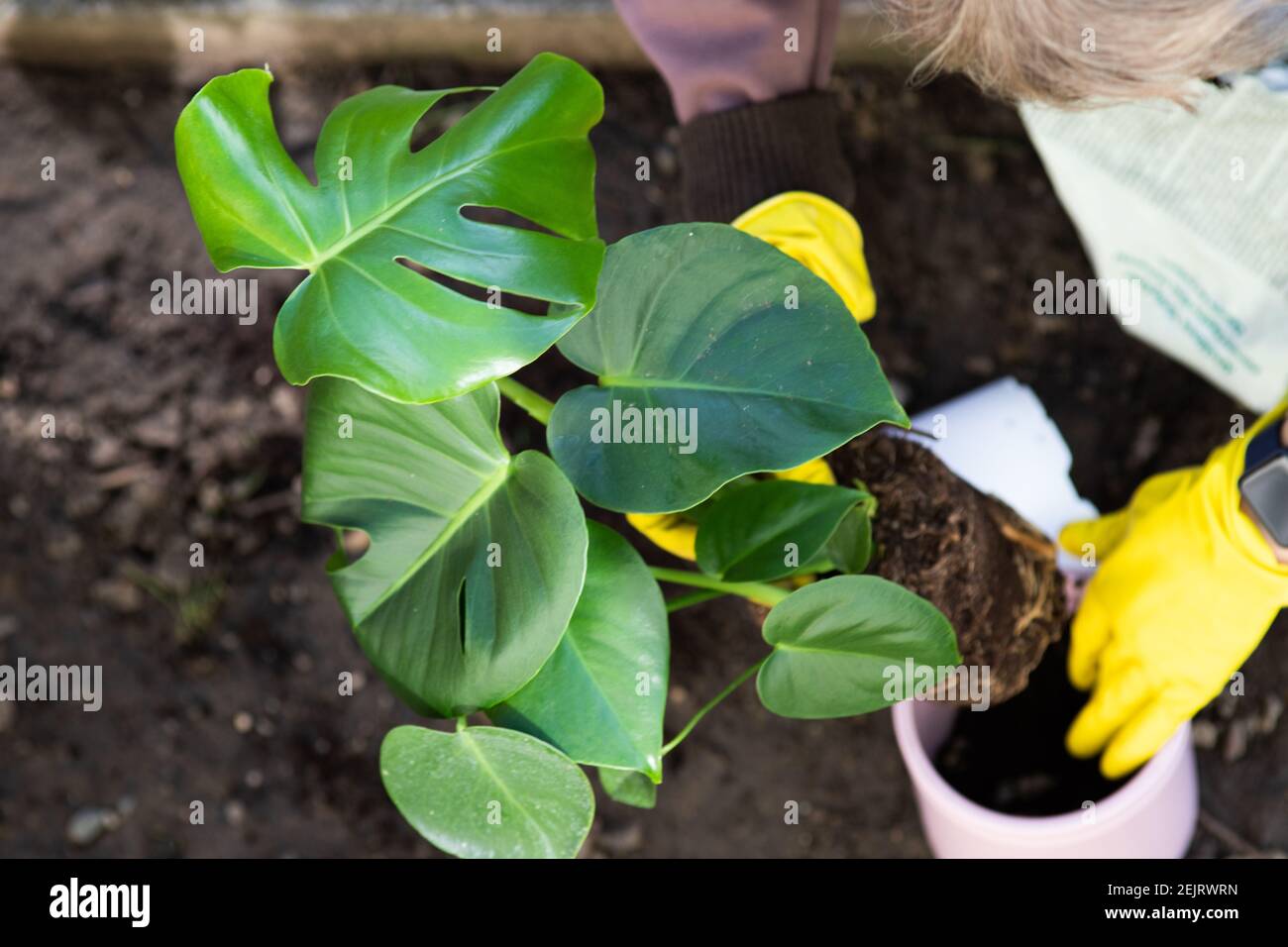 planting monstera plant home gardening Stock Photo - Alamy