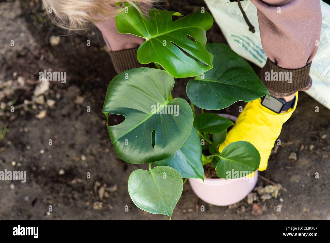 planting monstera plant home gardening Stock Photo - Alamy