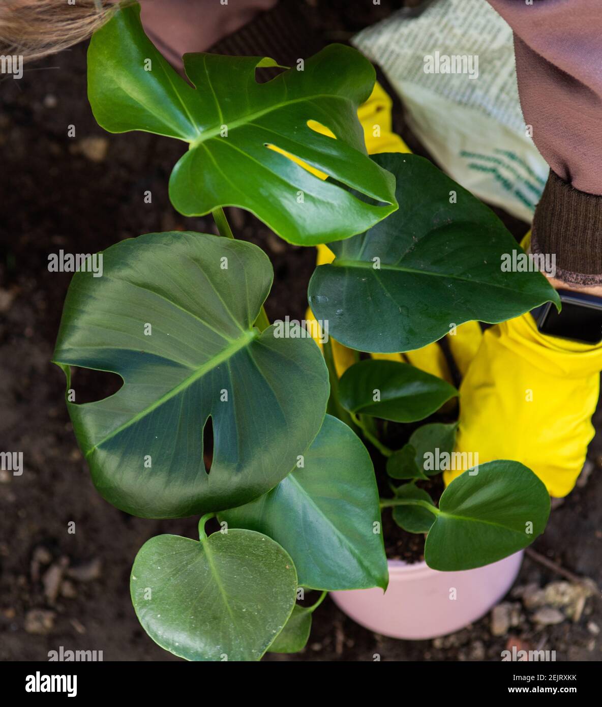 planting monstera plant home gardening Stock Photo - Alamy