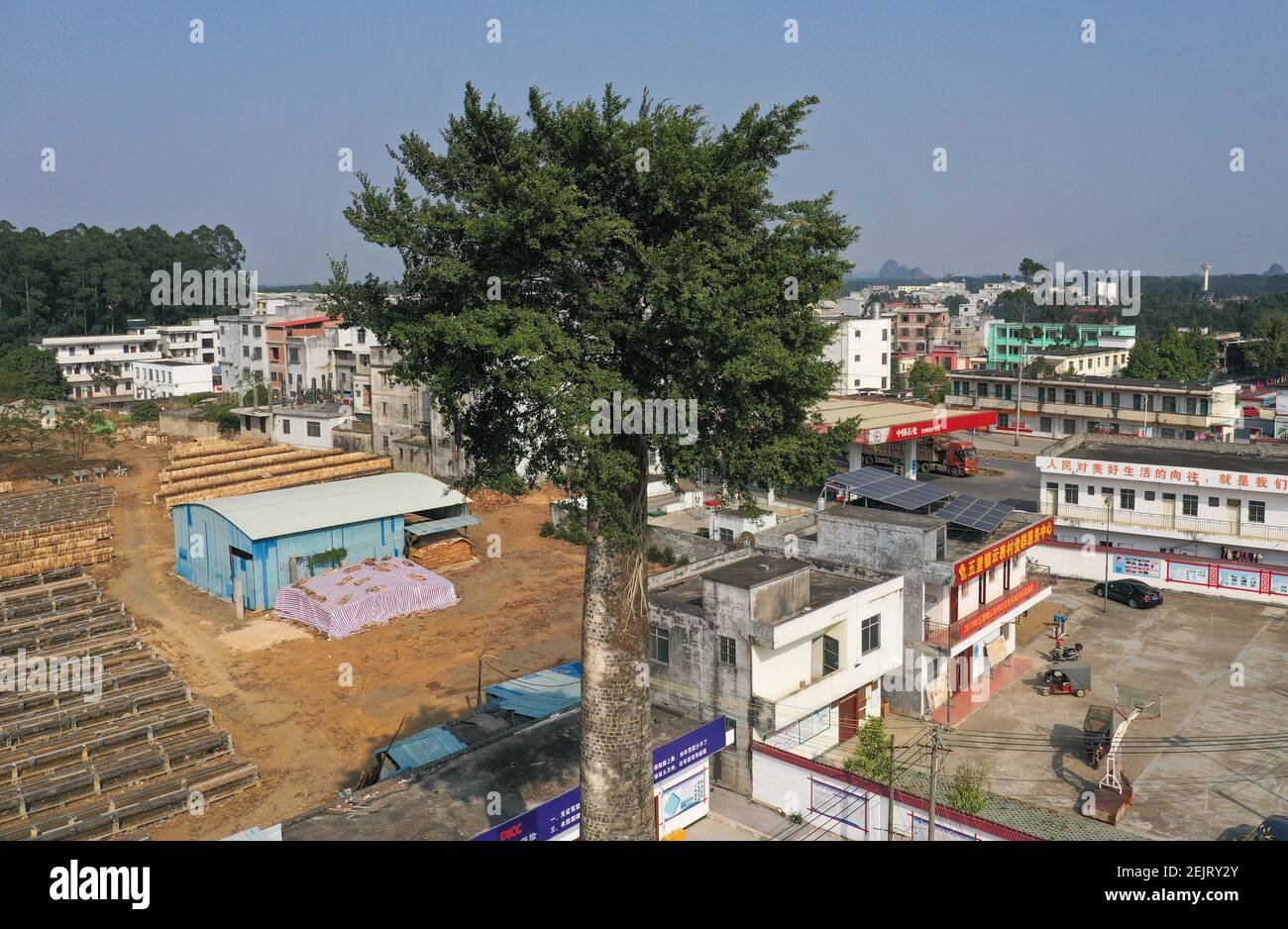 An aerial view of a huge banyan growing in an abandoned chimney ...