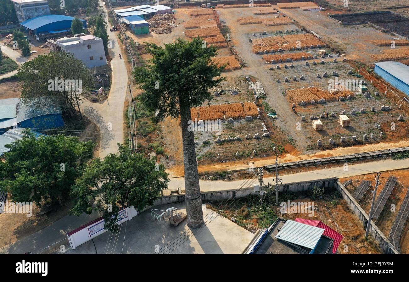 An aerial view of a huge banyan growing in an abandoned chimney ...