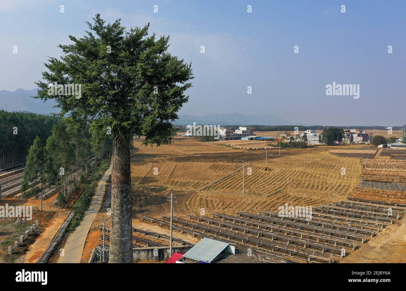 An aerial view of a huge banyan growing in an abandoned chimney ...