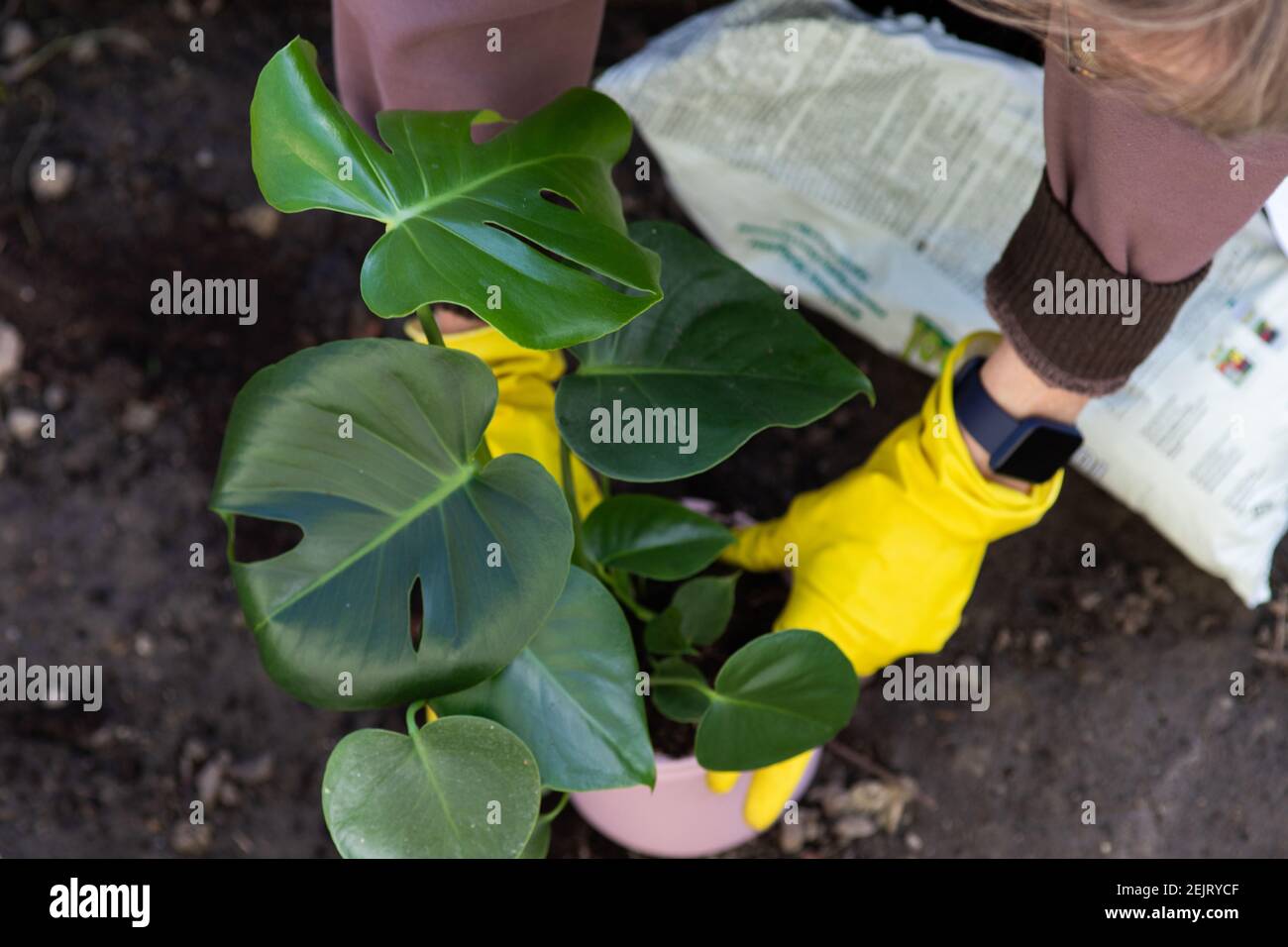 Tropical style planting hi-res stock photography and images - Alamy