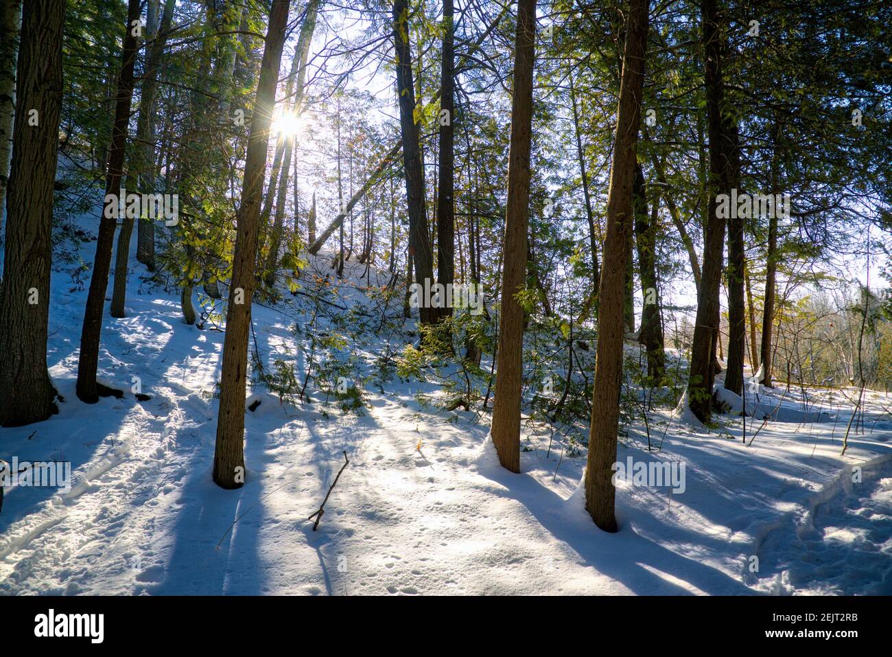Sun illuminating trees winter hi-res stock photography and images - Alamy