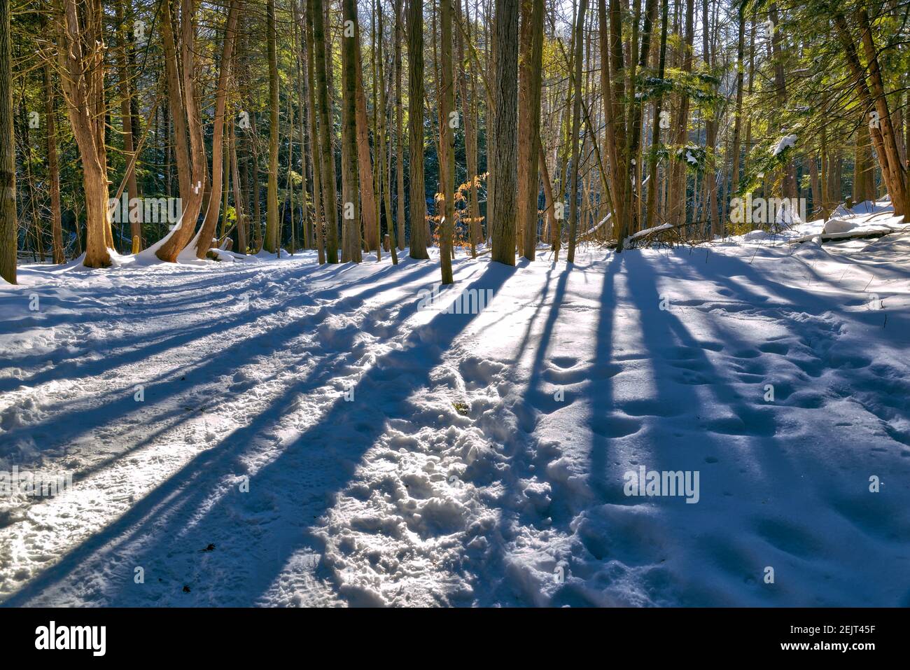 Shadow of the trees in the forest in winter. Sunlight peeking through ...