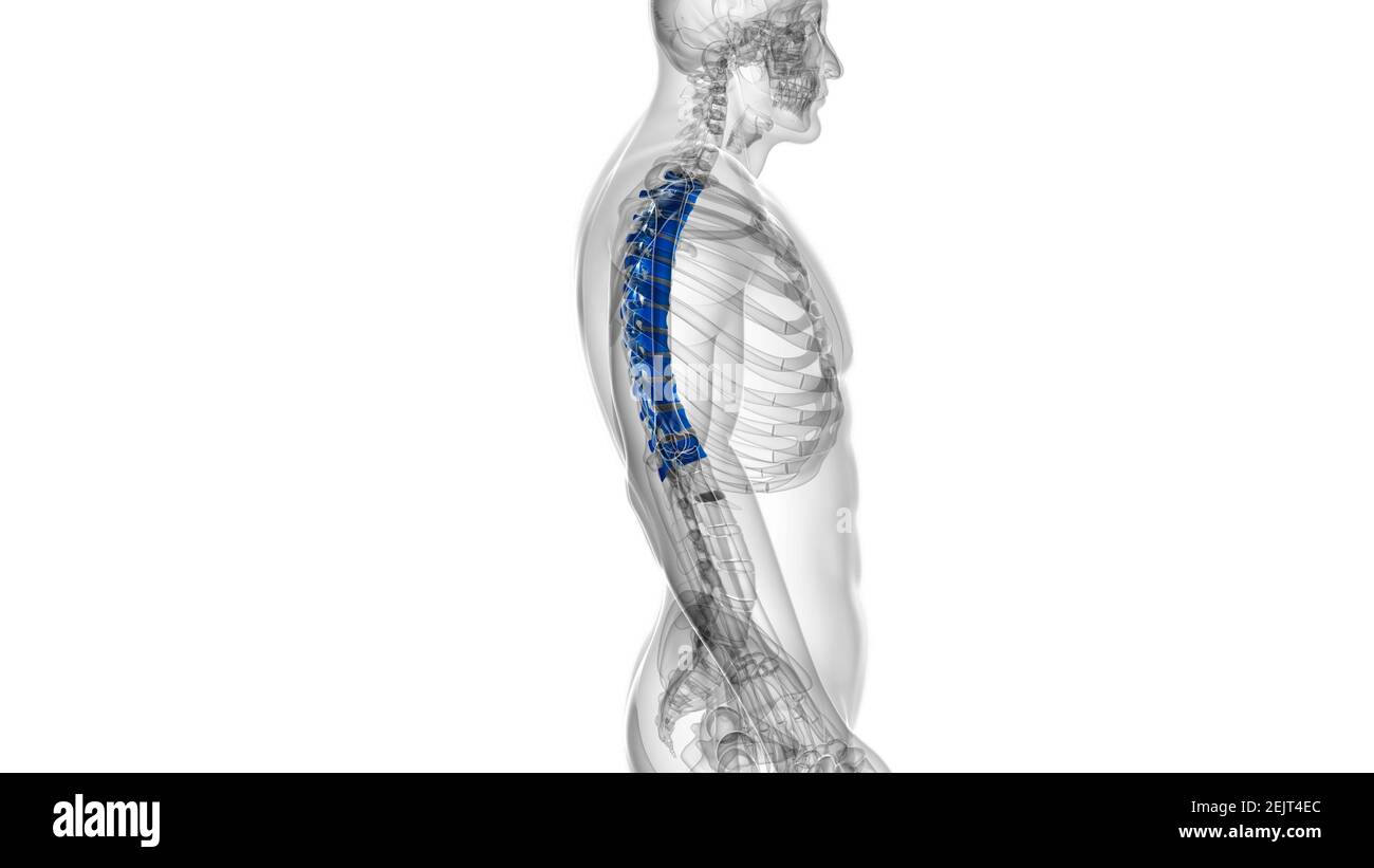 Human Skeleton Vertebral Column Thoracic Vertebrae Anatomy 3D ...