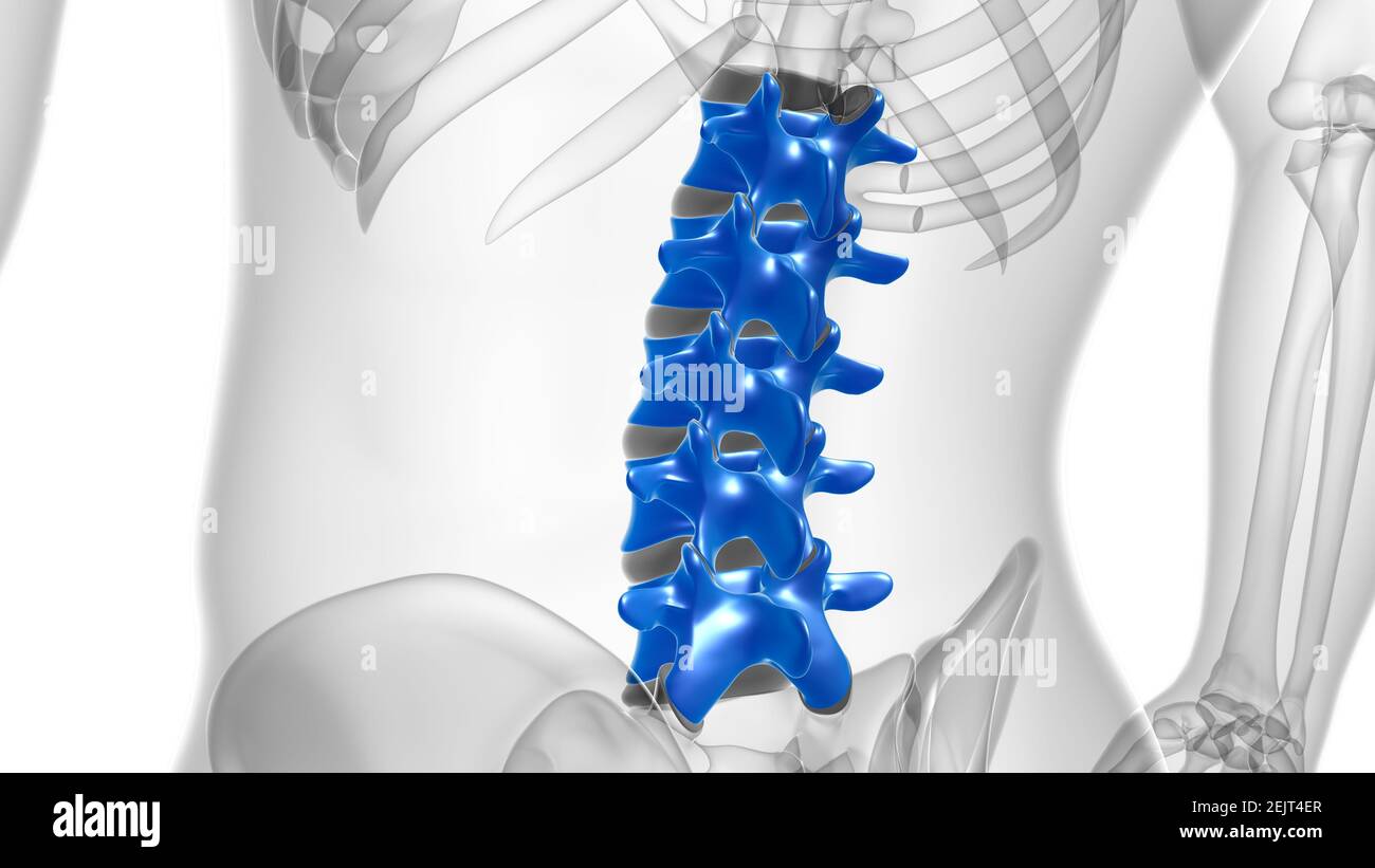 Human Skeleton Vertebral Column Lumbar Vertebrae Anatomy 3D ...