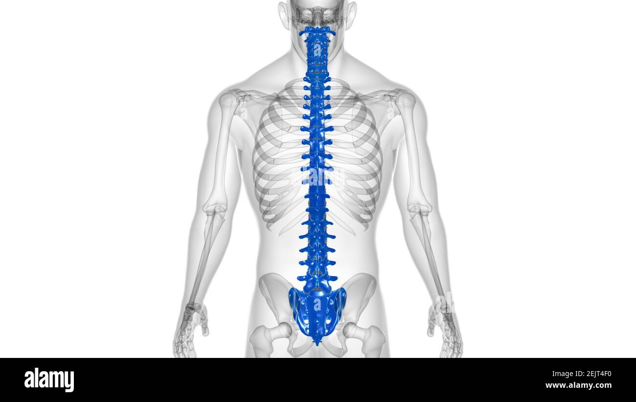 Human Skeleton Vertebral Column Vertebrae Anatomy 3D Illustration Stock ...
