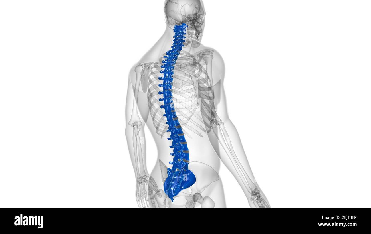 Human Skeleton Vertebral Column Vertebrae Anatomy 3D Illustration Stock ...