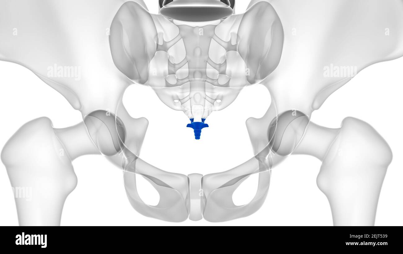 Coccyx High Resolution Stock Photography and Images - Alamy