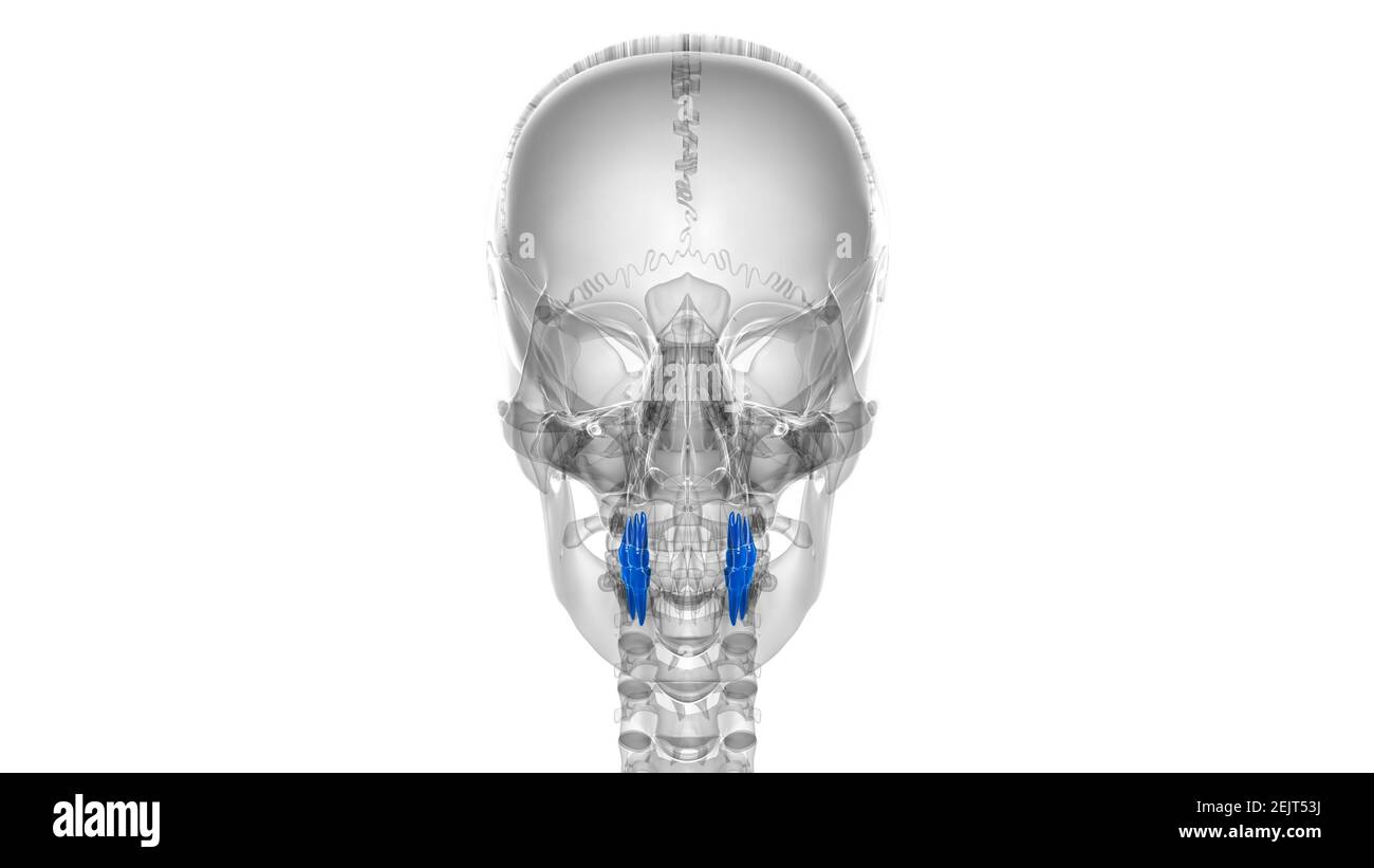 Human Teeth Premolars Anatomy 3D Illustration For Medical Concept Stock ...