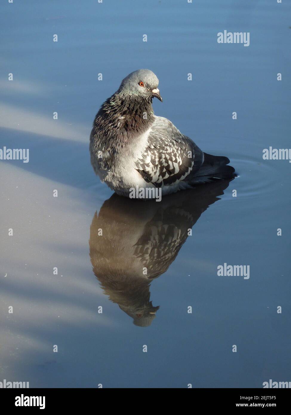 Portrait of an adorable pigeon and its reflection in a puddle Stock ...
