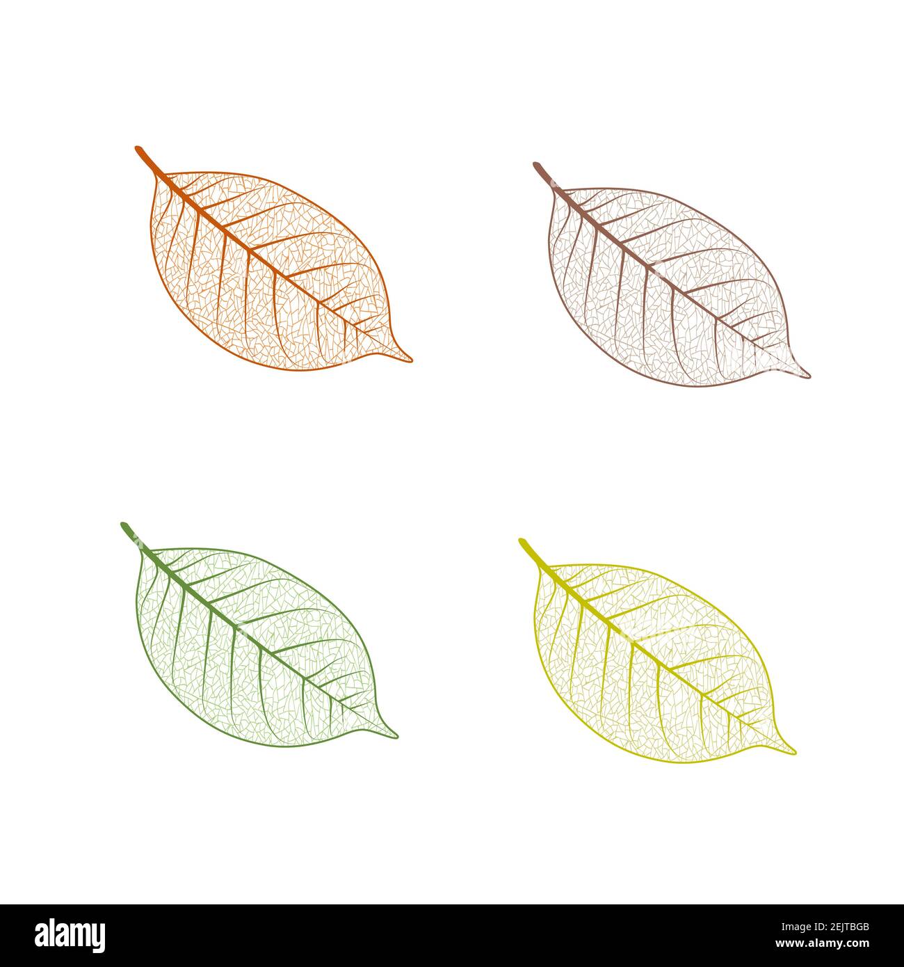 Tree leaf set. Autumn leaves isolated vector illustration on white ...