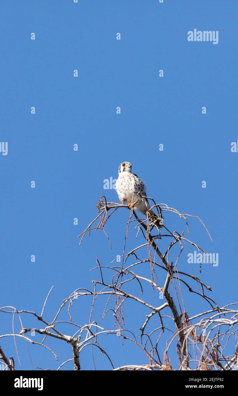 Female Southeastern American kestrel Falco sparverius paulus perches on ...