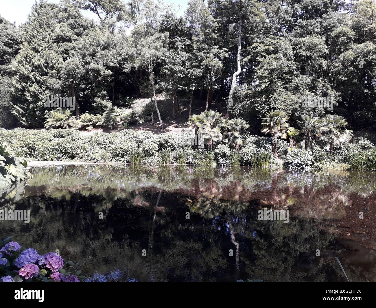 Cornwall palm trees hi-res stock photography and images - Alamy
