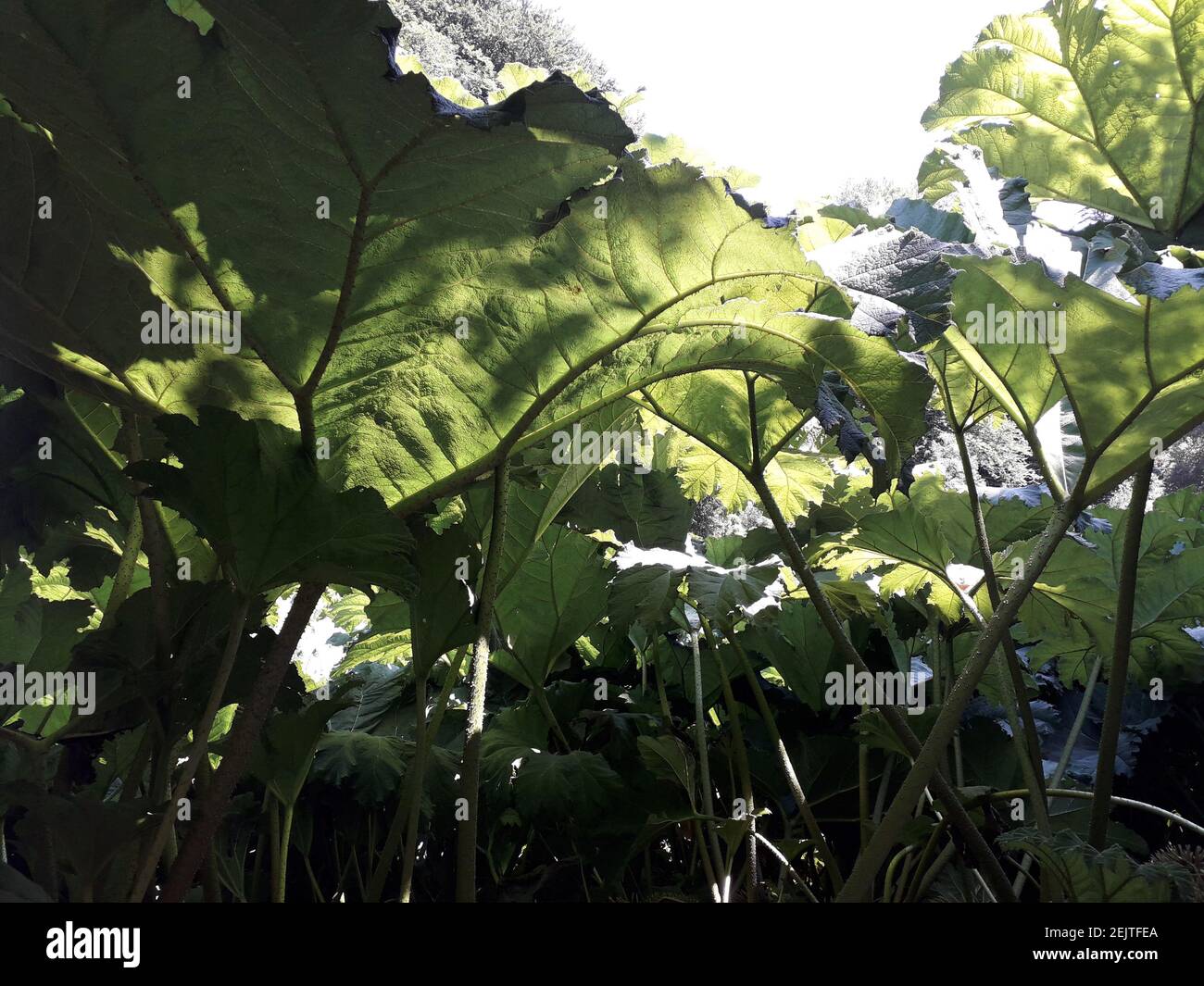 giant leaves of the Gunnera plant Stock Photo - Alamy