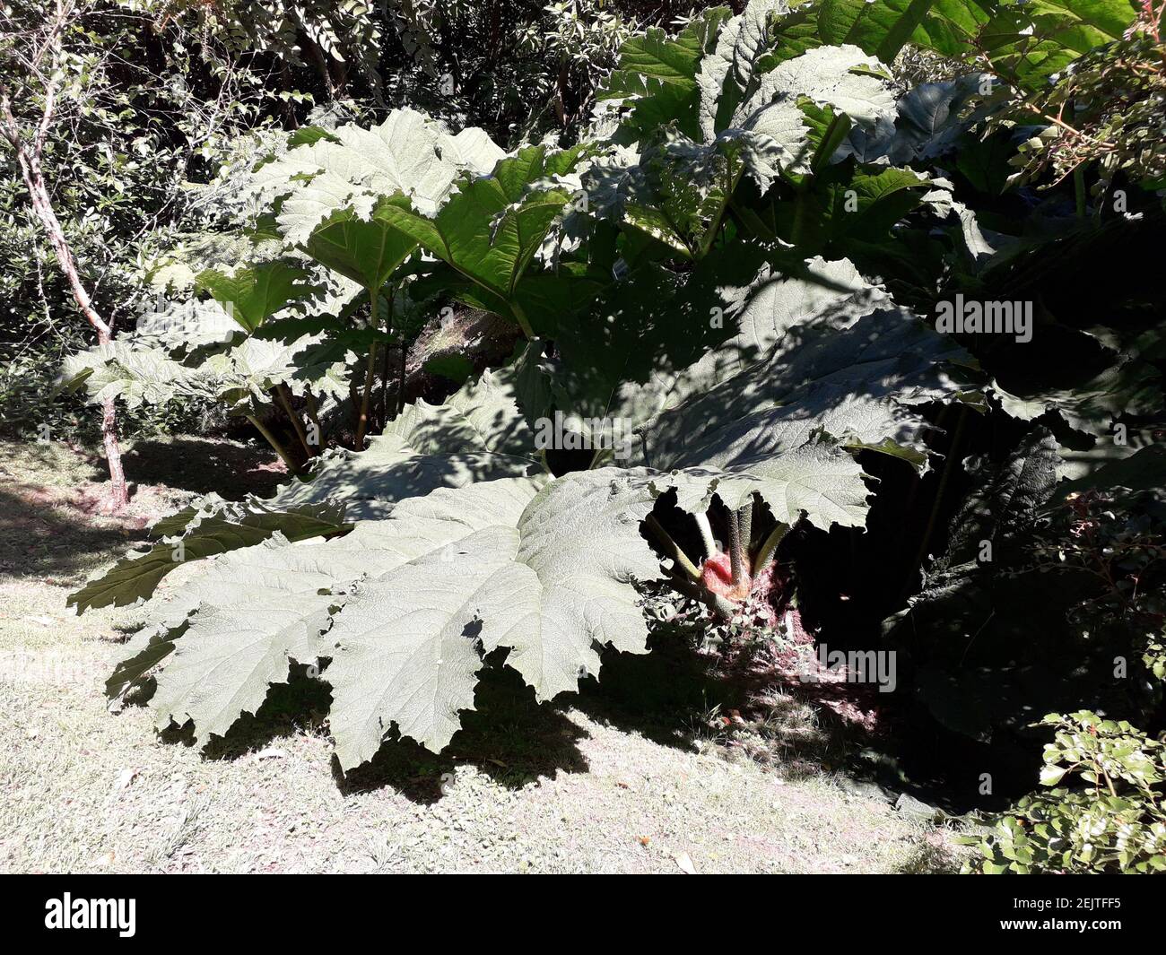 giant leaves of the Gunnera plant Stock Photo - Alamy