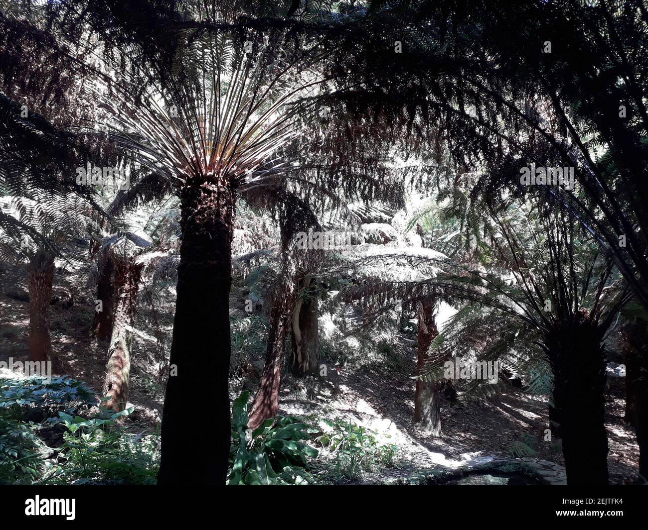 beautiful palm trees branches cascade and flow seemingly together Stock ...