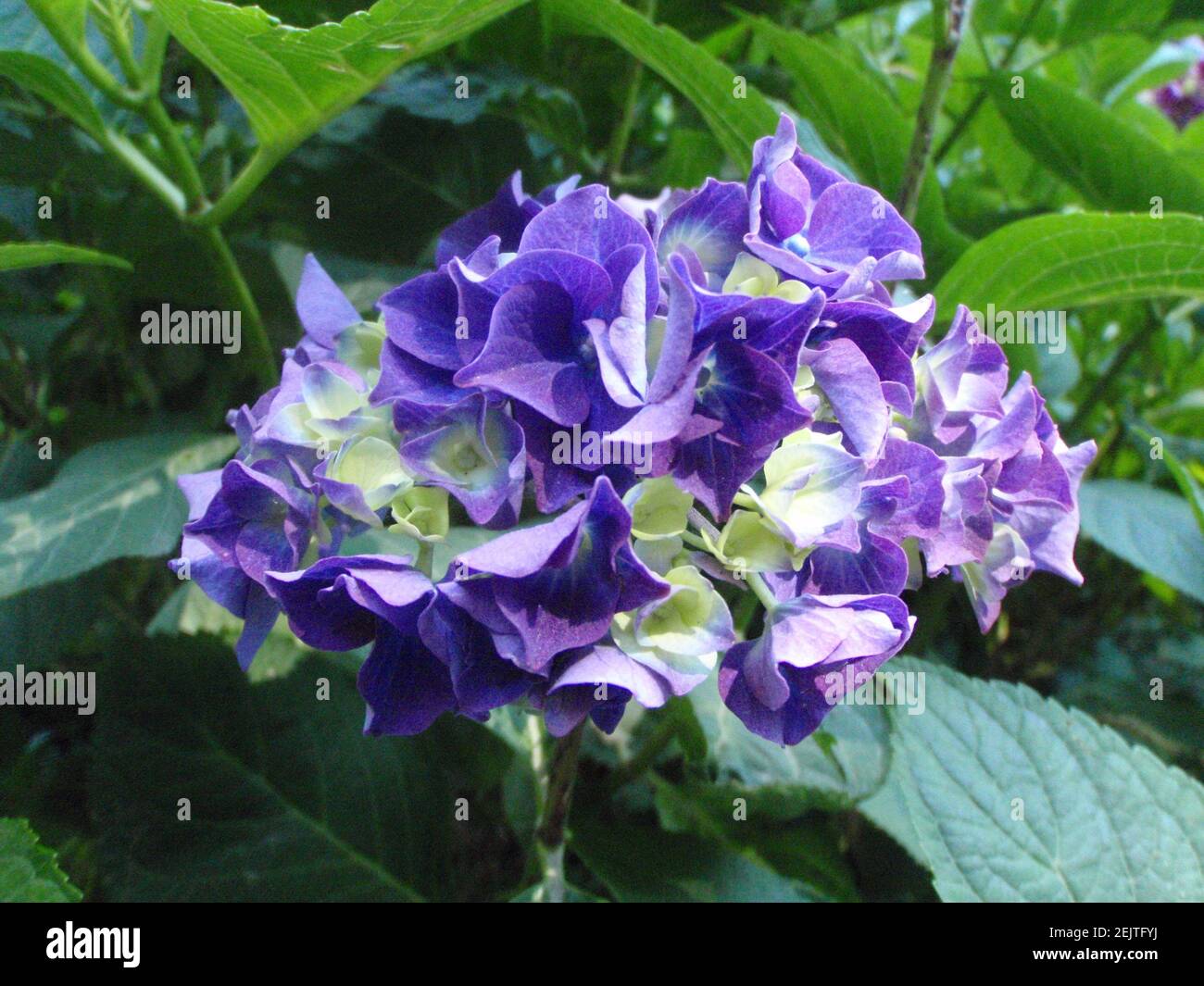 Beautiful cornish garden hi-res stock photography and images - Alamy