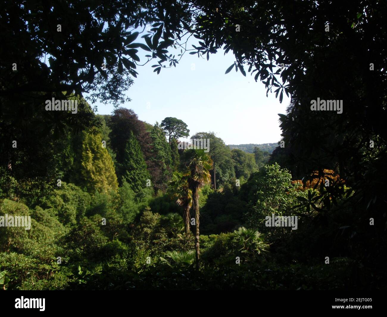 Tall trees border hi-res stock photography and images - Alamy