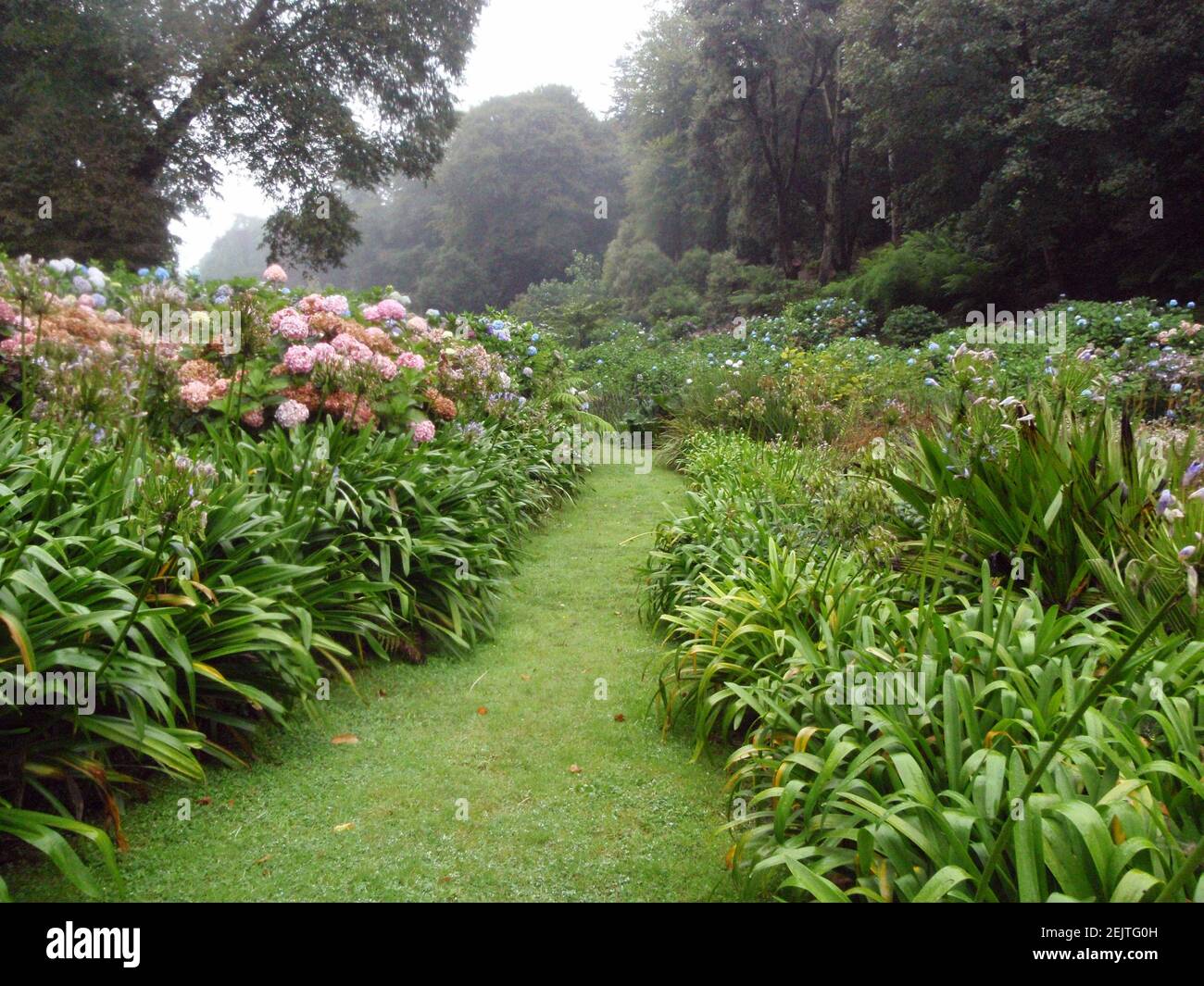 Green pathway through hydrangeas Stock Photo - Alamy