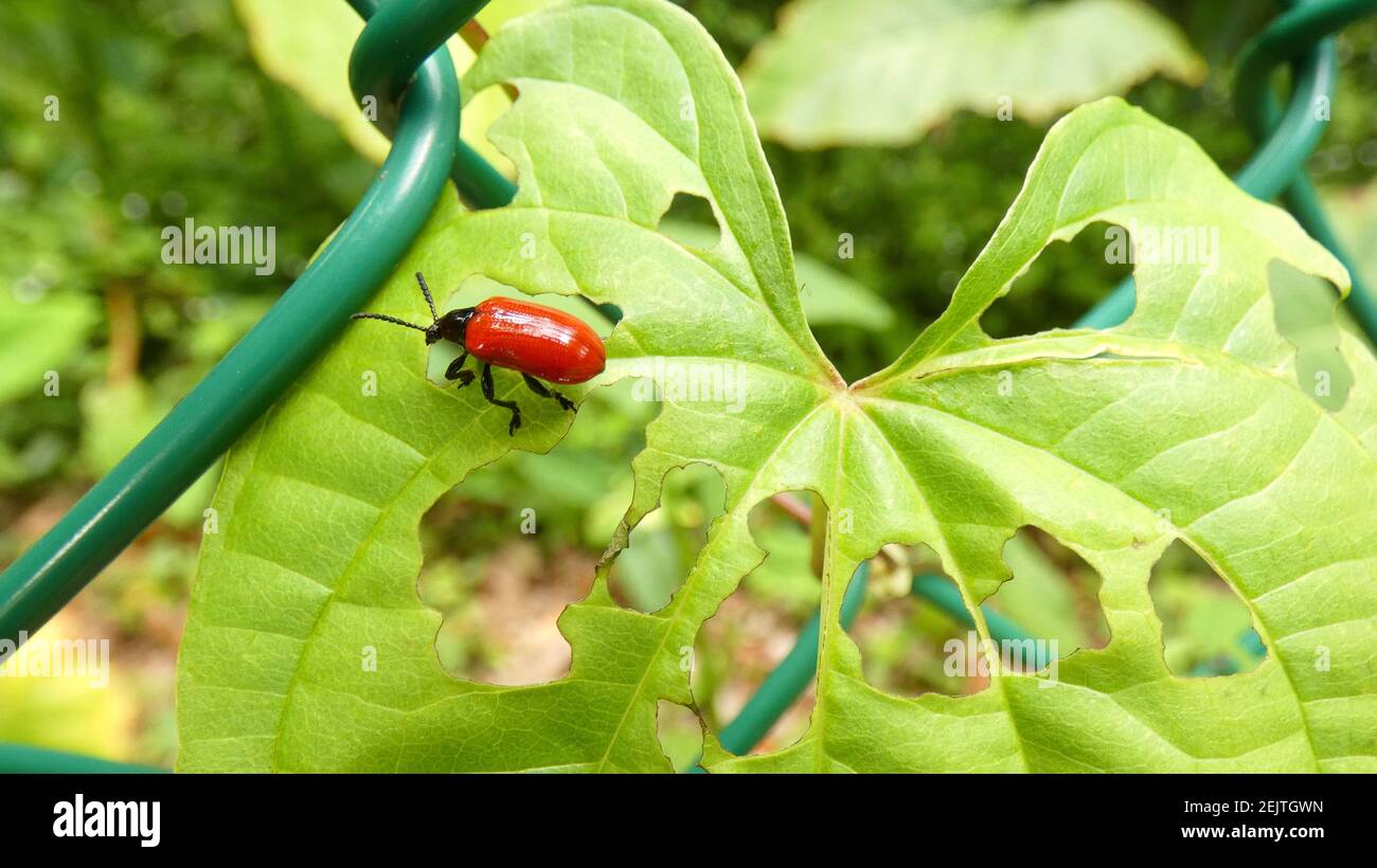 Ladybug on a heart shaped nature leaf wild plant background picture ...
