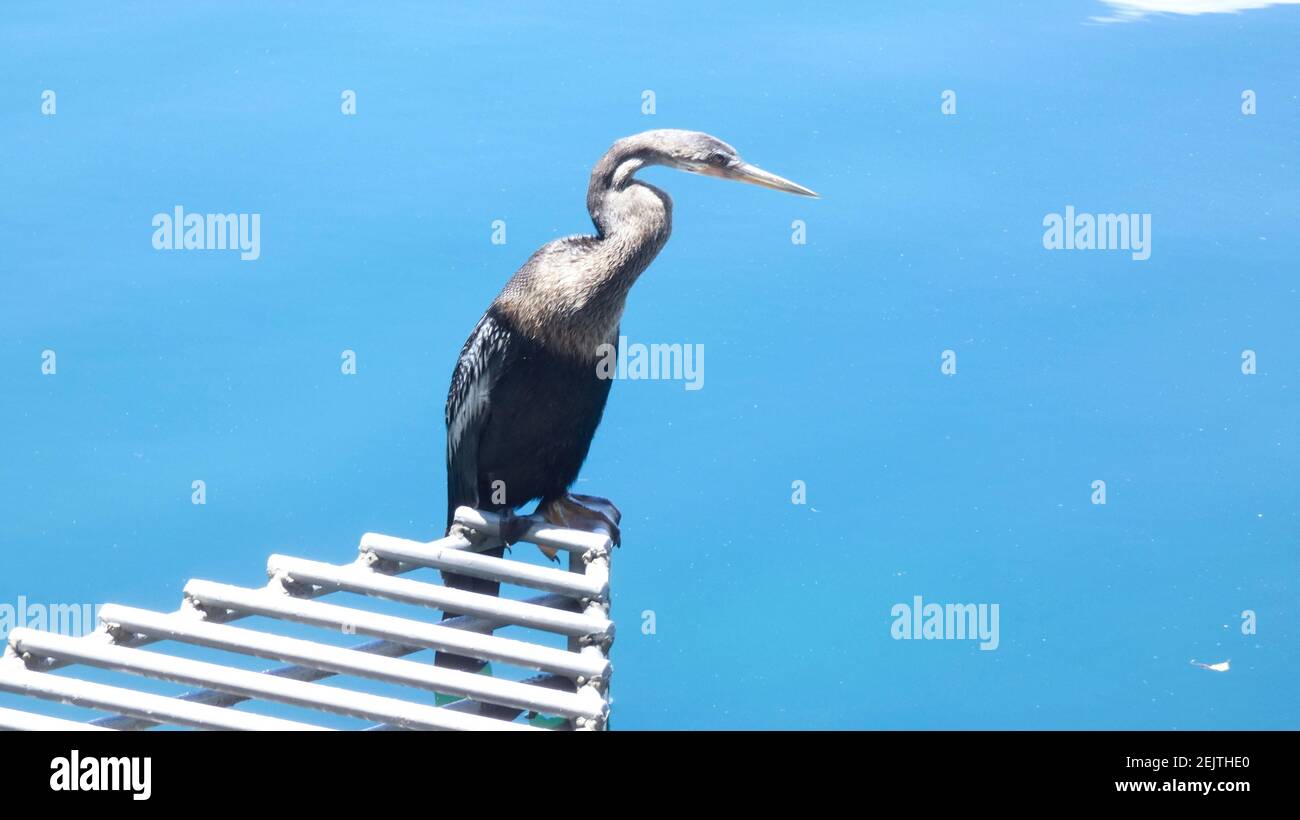 Great blue heron bird on the blue lake picture image Stock Photo - Alamy