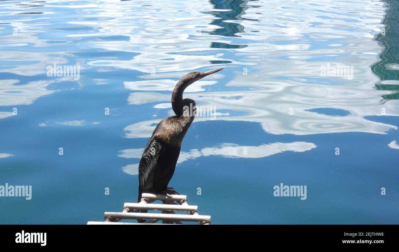 Great blue heron bird on the blue lake picture image Stock Photo - Alamy